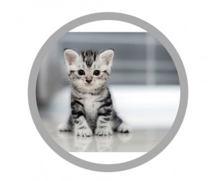 UIImageView Rounded Corners in Swift - Apps Developer Blog